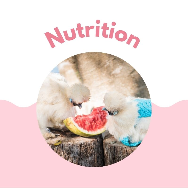 Silkie Chicken Experts | Over 20 Years of Chicken Knowledge