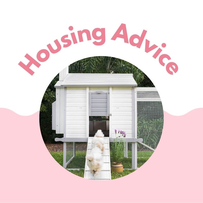 Silkie Chicken Experts | Over 20 Years of Chicken Knowledge