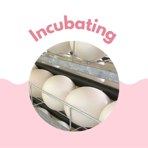 Silkie Chicken Experts | Over 20 Years of Chicken Knowledge